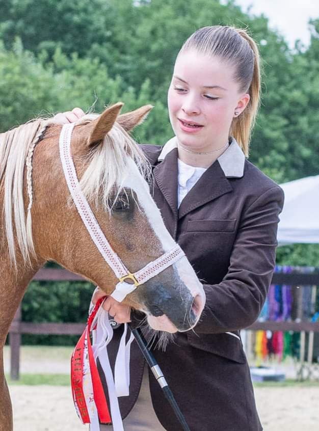 Lampeter Lace White Show Halter with Chain & Rope lead. – Welsh Cob Shop