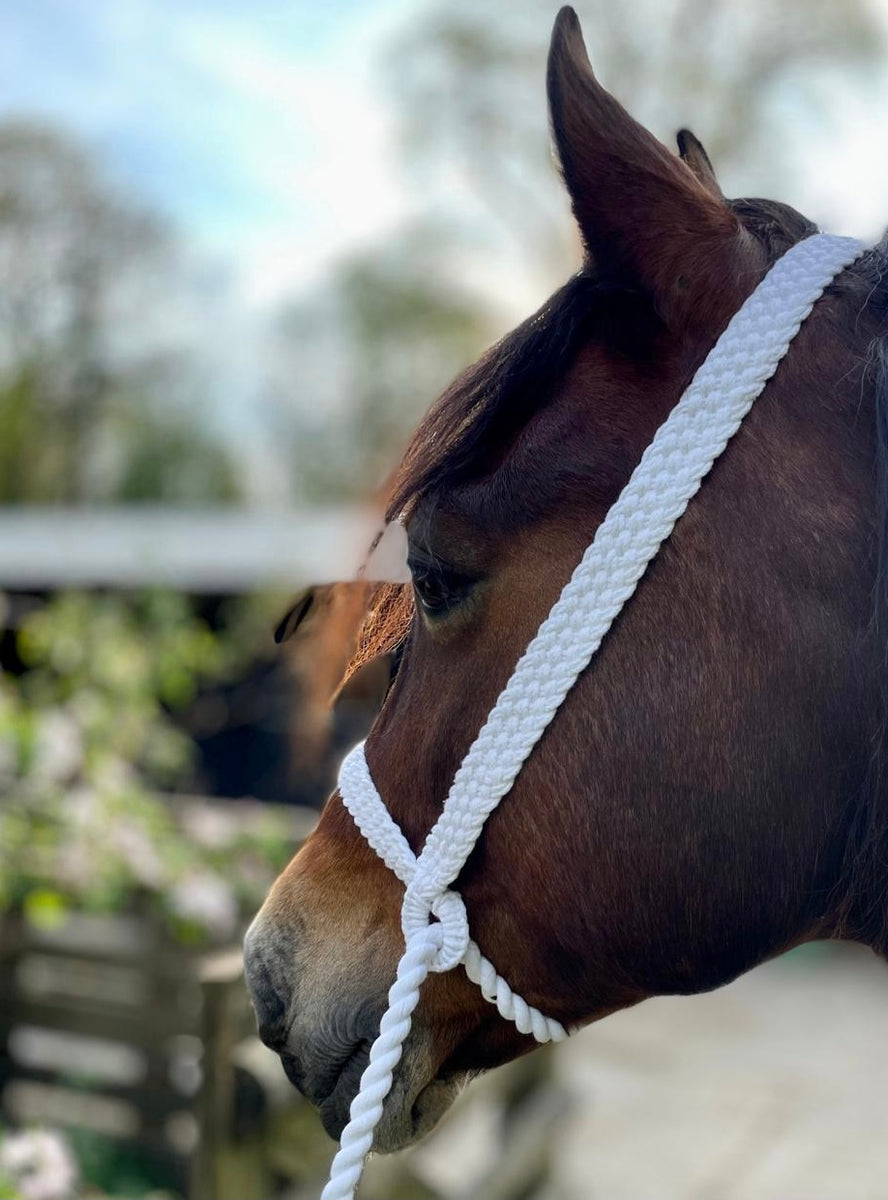 NEW 2025 Very Best Plaited Cord Show Halter – Welsh Cob Shop