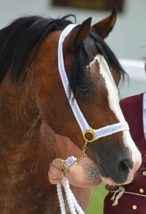 Welsh Cob Shop