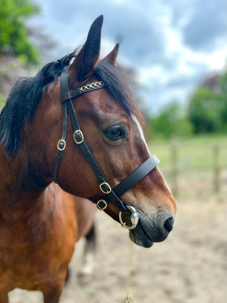 Economy In Hand Bridle Plain or Brass Brow Band – Welsh Cob Shop