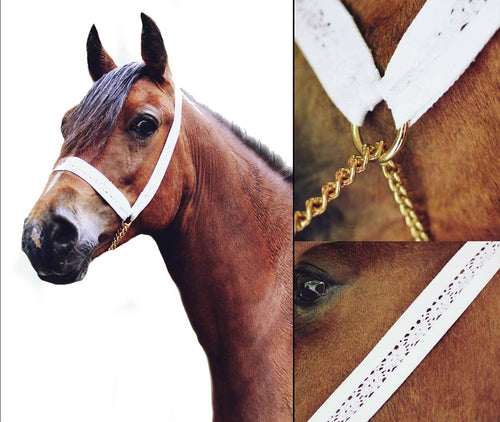 Halters – Welsh Cob Shop