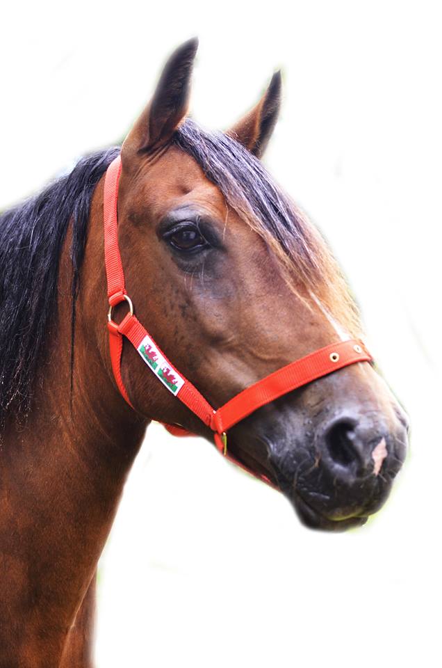Quality Welsh Flag Adjustable Head Collar – Welsh Cob Shop
