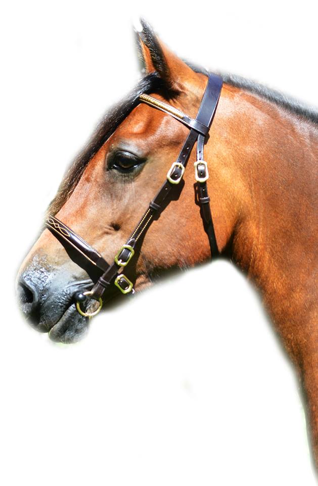 Shires Blenheim Economy In Hand Bridle – Welsh Cob Shop