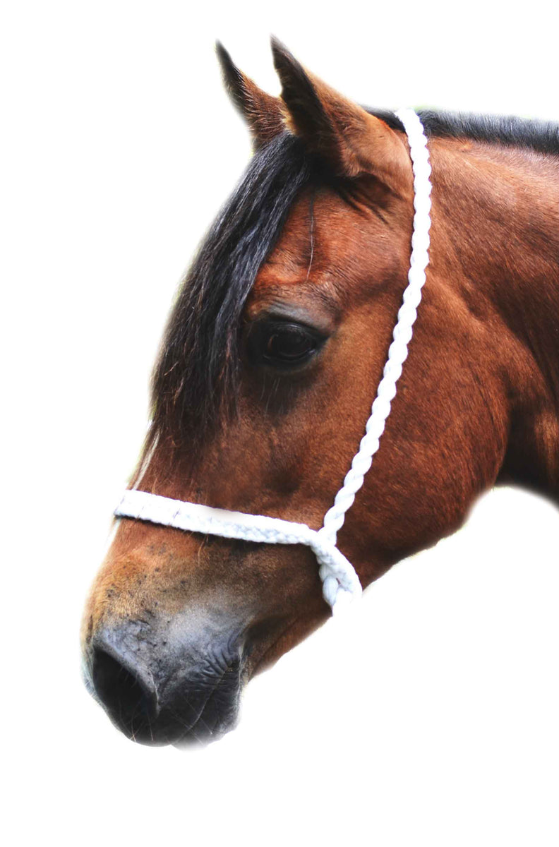 Plaited Front Show Halter - Long Lead – Welsh Cob Shop